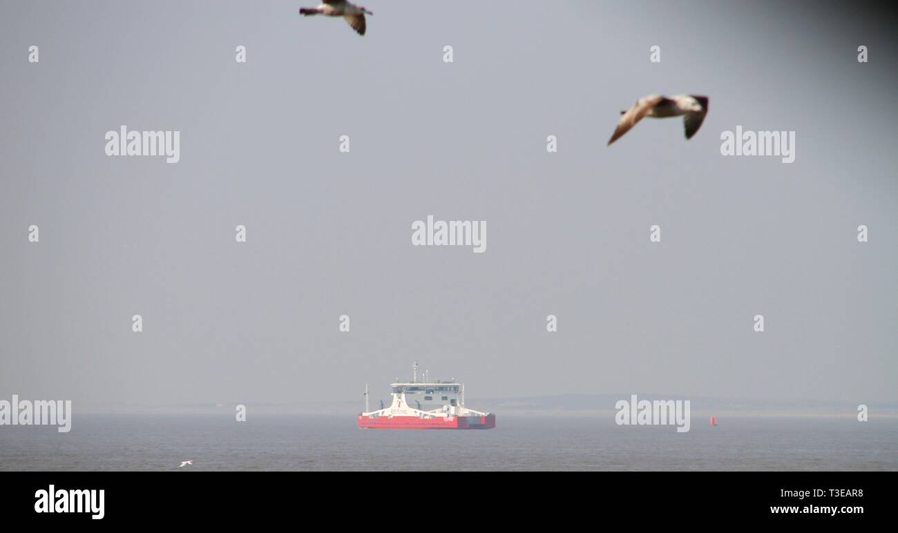 Mv red kestrel hi-res stock photography and images - Alamy