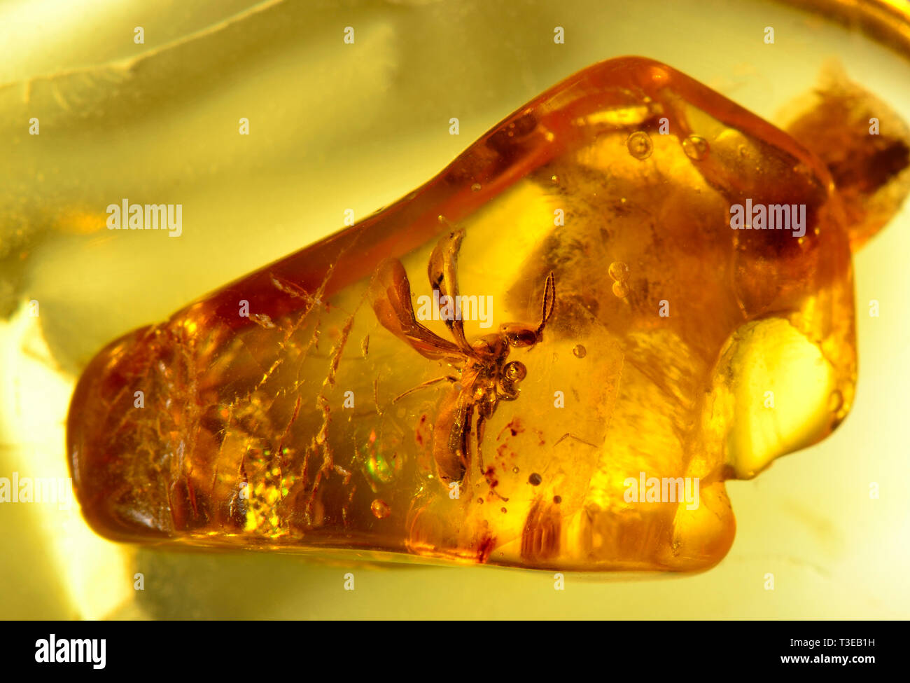 Prehistoric winged ant in Baltic amber Stock Photo - Alamy