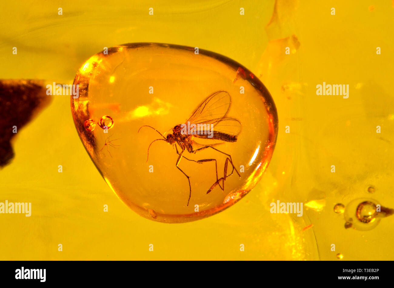 Prehistoric fly in Baltic amber Stock Photo - Alamy