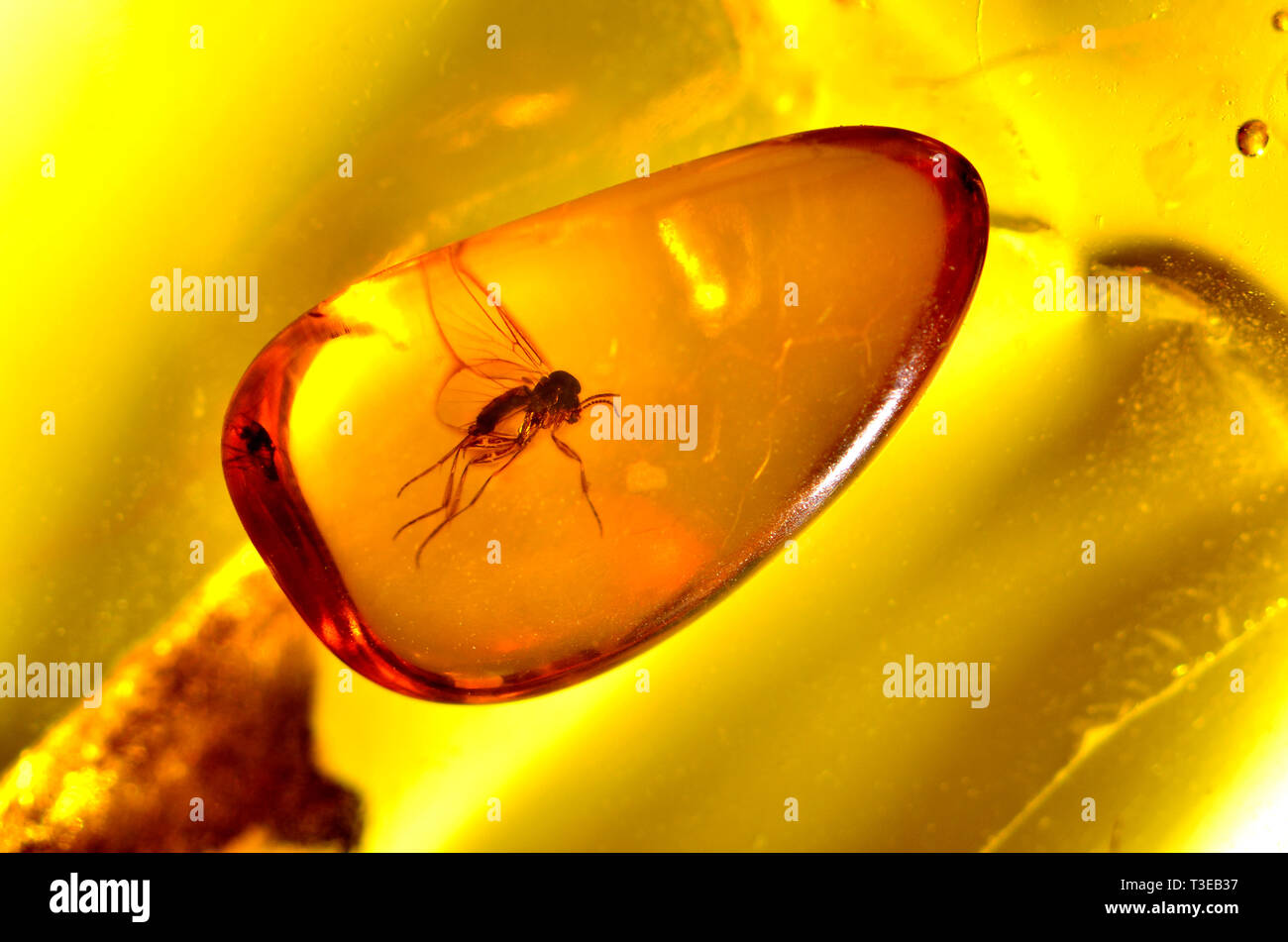 Prehistoric fly in Baltic amber Stock Photo - Alamy
