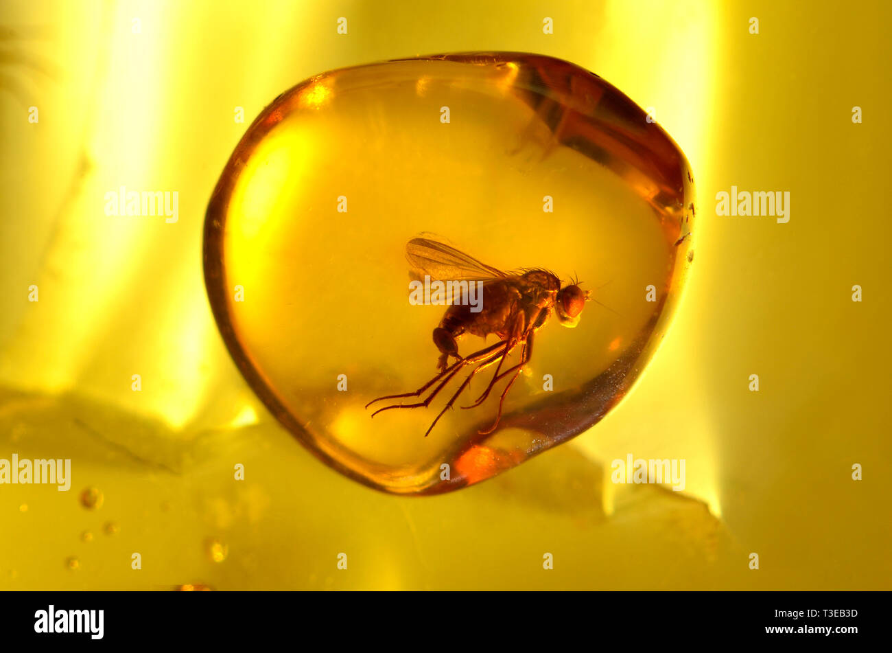 Prehistoric Insects In Amber