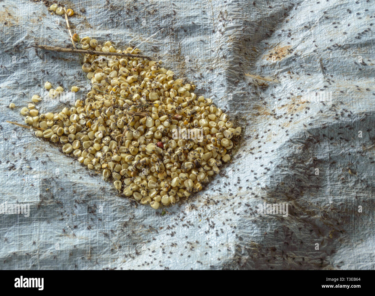 maize being attacked by weevils Stock Photo - Alamy