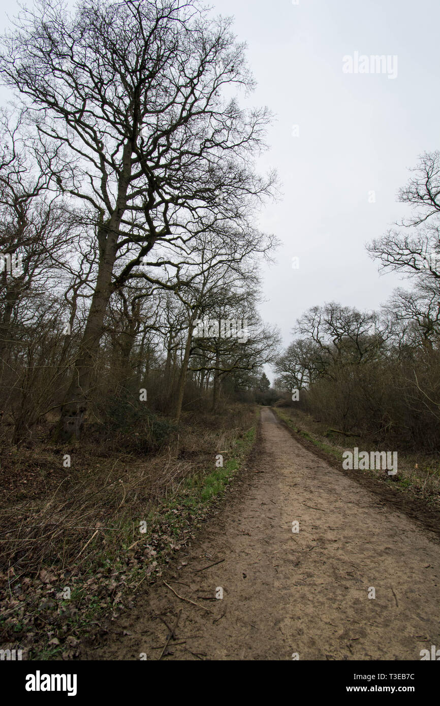 Spring in salcey forest hi-res stock photography and images - Alamy