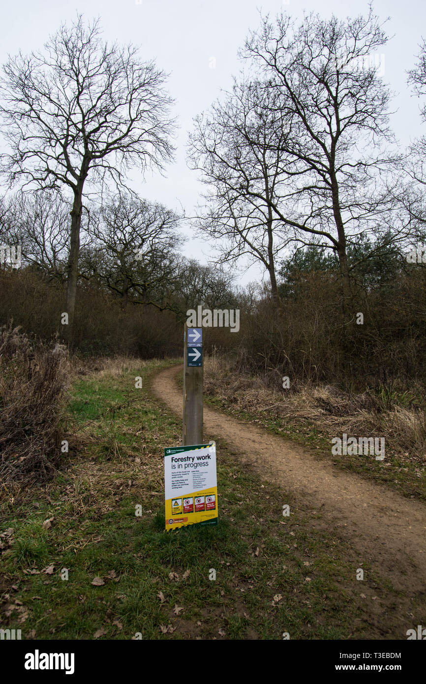 Spring In Salcey Forest High Resolution Stock Photography and Images ...