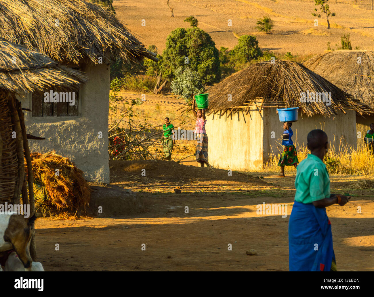 Malawian girls carrying buckets of water to their grass thatched mud ...