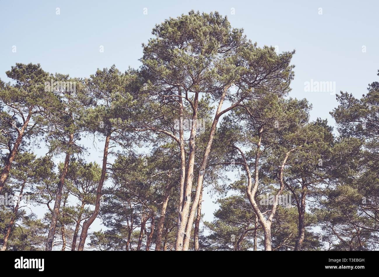Color toned picture of pine trees forest Stock Photo - Alamy