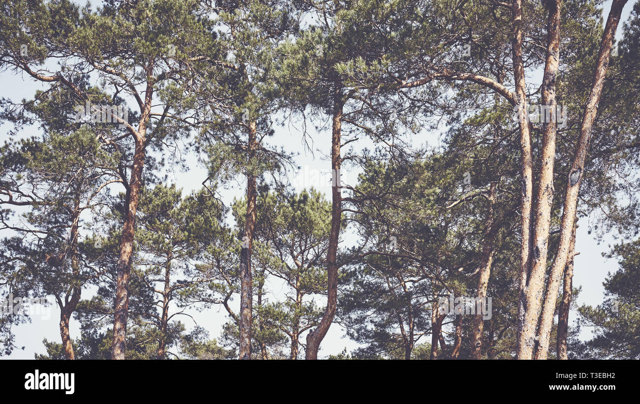 Color toned panoramic picture of a pine trees forest Stock Photo - Alamy