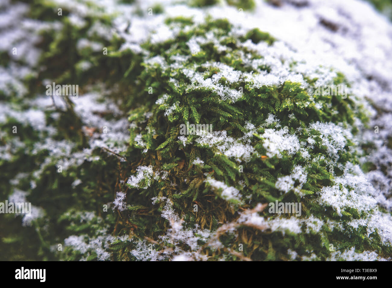 Frost moss grass hi-res stock photography and images - Alamy