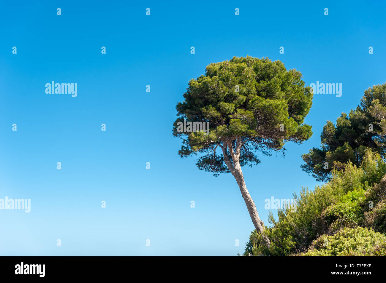 Mediterranean pine tree hi-res stock photography and images - Alamy