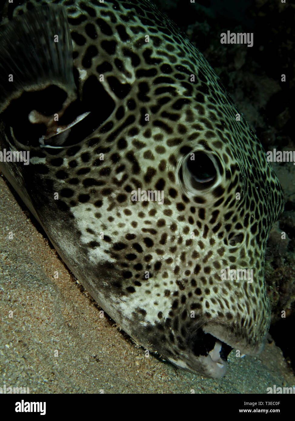 Starry Puffer (Arothron stellatus Stock Photo - Alamy