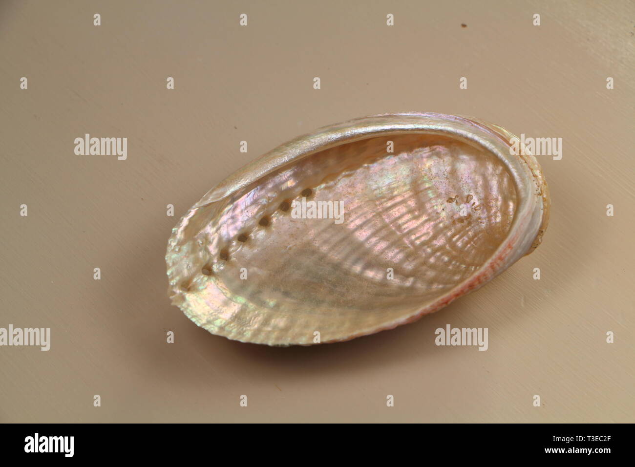 Pearly shell hi-res stock photography and images - Alamy