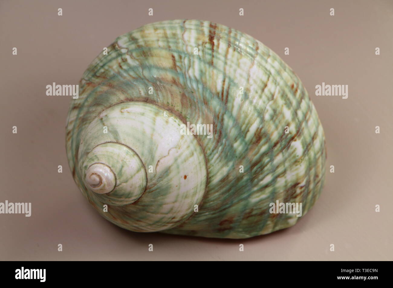 Seashell on a table hi-res stock photography and images - Alamy