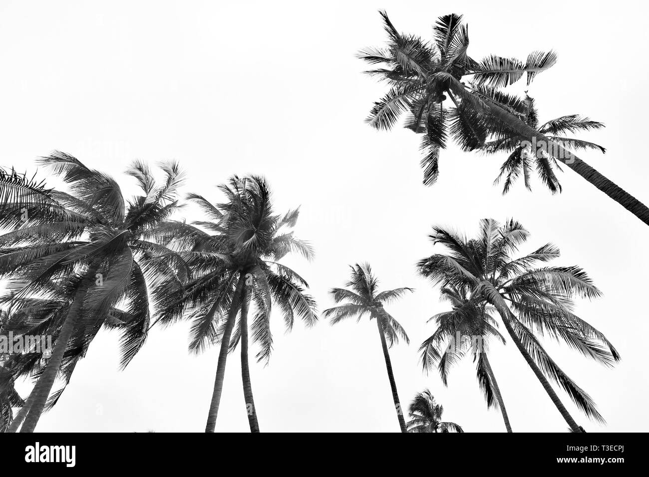 Silhouette of Palms Stock Photo - Alamy