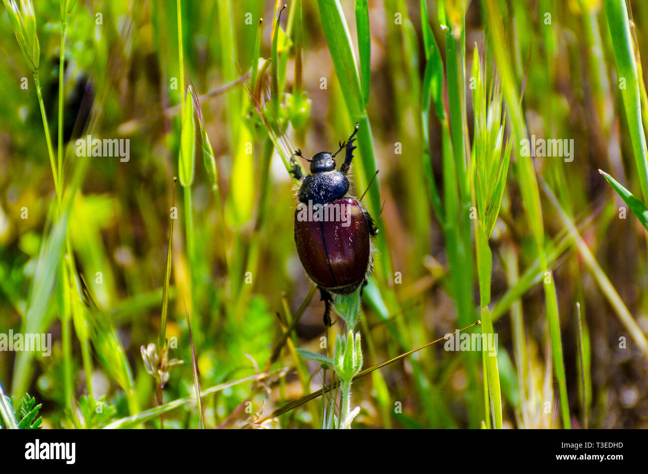 A June Bug (Cotinus nitida) in Central California's Diablo Mountain ...