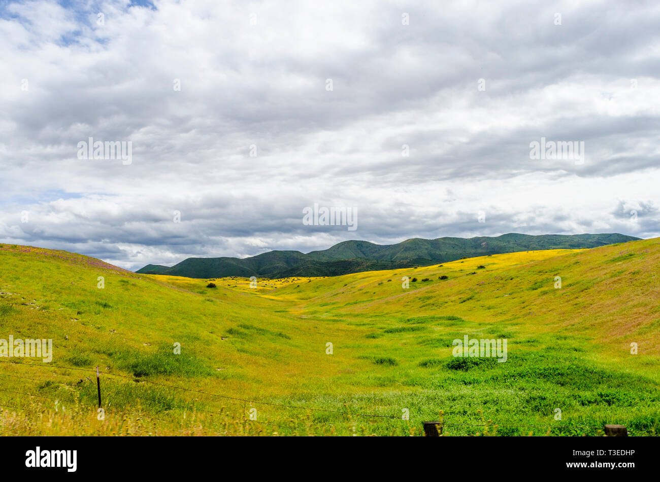 Superbloom in Central California's Diablo Mountain Range spring 2019 ...