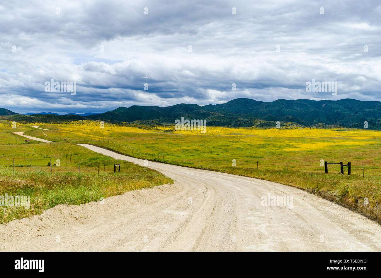 Superbloom in Central California's Diablo Mountain Range spring 2019 ...