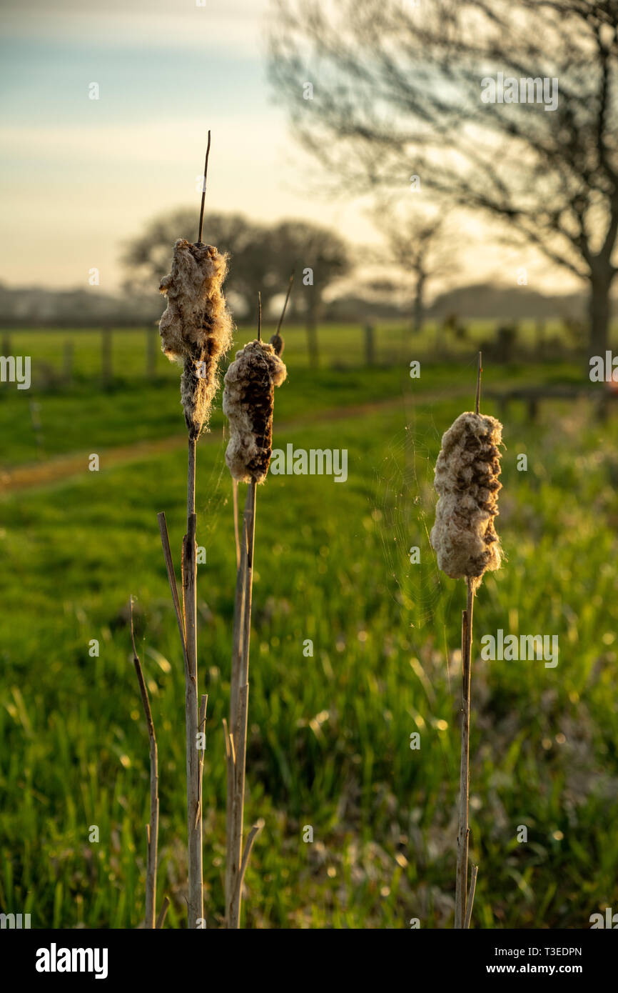 Bull rushes hi-res stock photography and images - Alamy