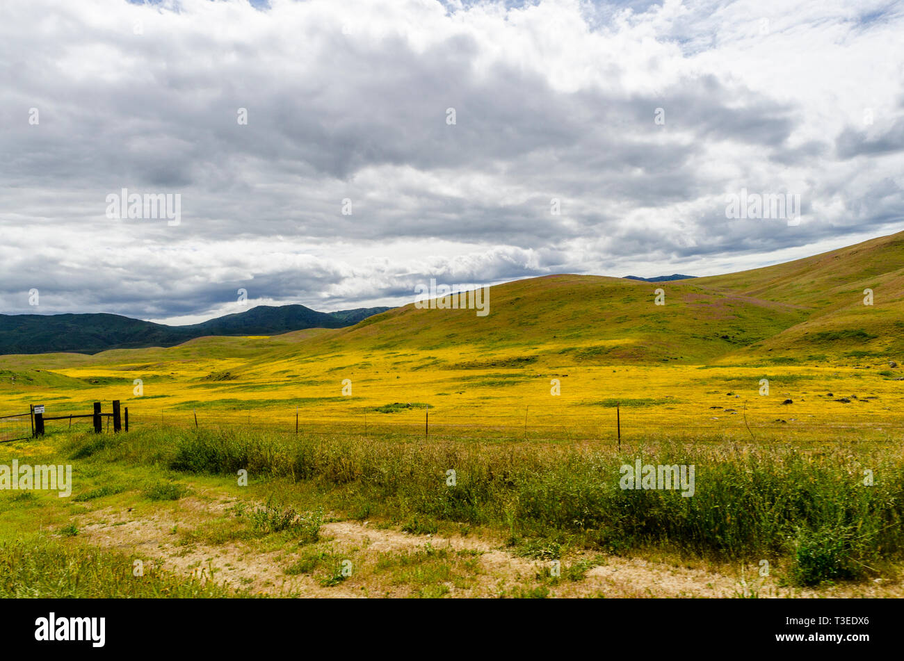 Superbloom in Central California's Diablo Mountain Range spring 2019 ...