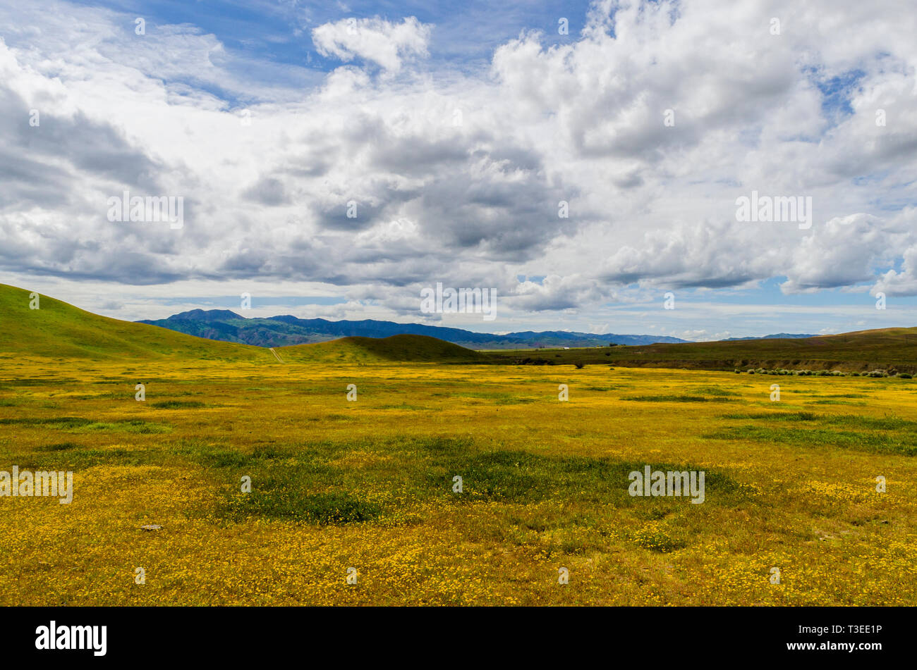 Superbloom in Central California's Diablo Mountain Range spring 2019 ...