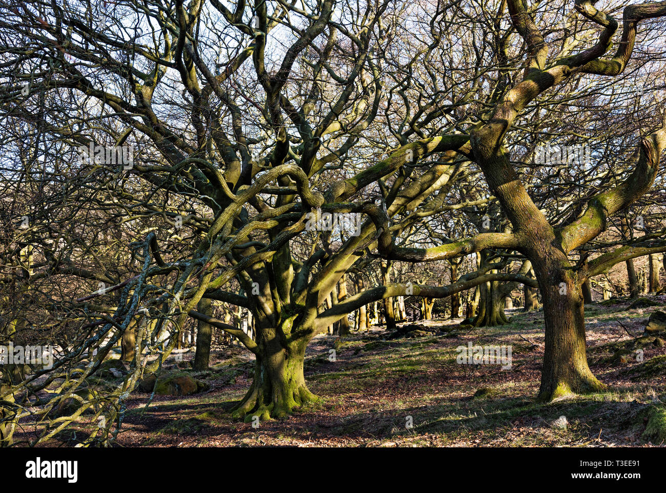Woodland at Dovestone Reservoir, Greenfield, Oldham Lancashire UK Stock ...