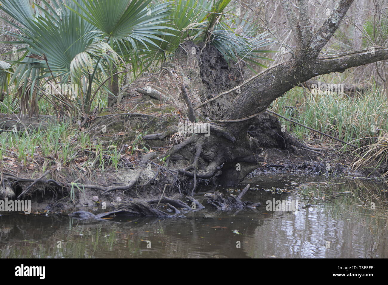 Louisiana swamp hi-res stock photography and images - Alamy