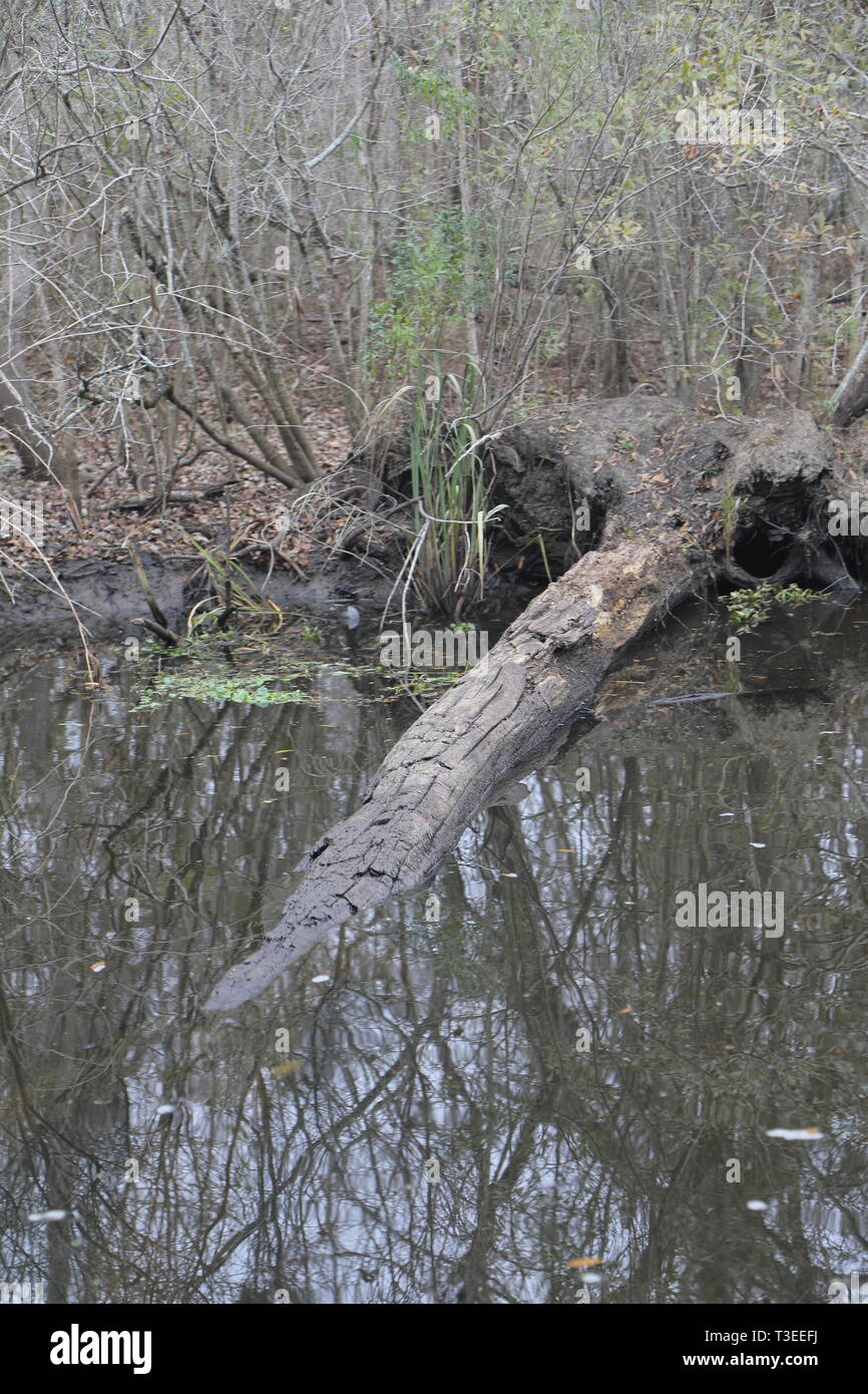 Louisiana wetland hi-res stock photography and images - Alamy