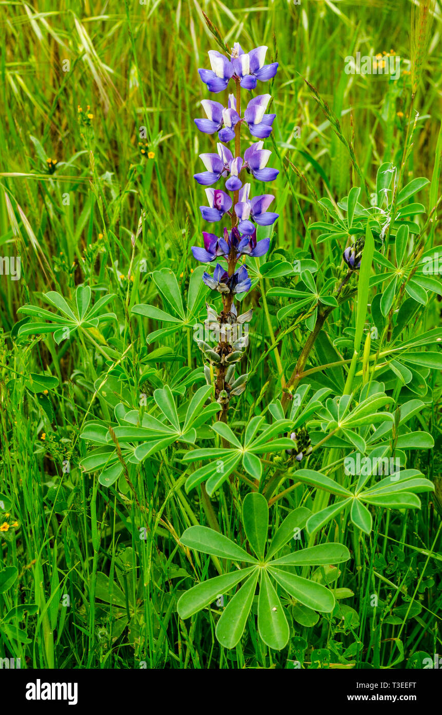 Lupine in Central California's Diablo Mountain Range spring 2019 USA ...