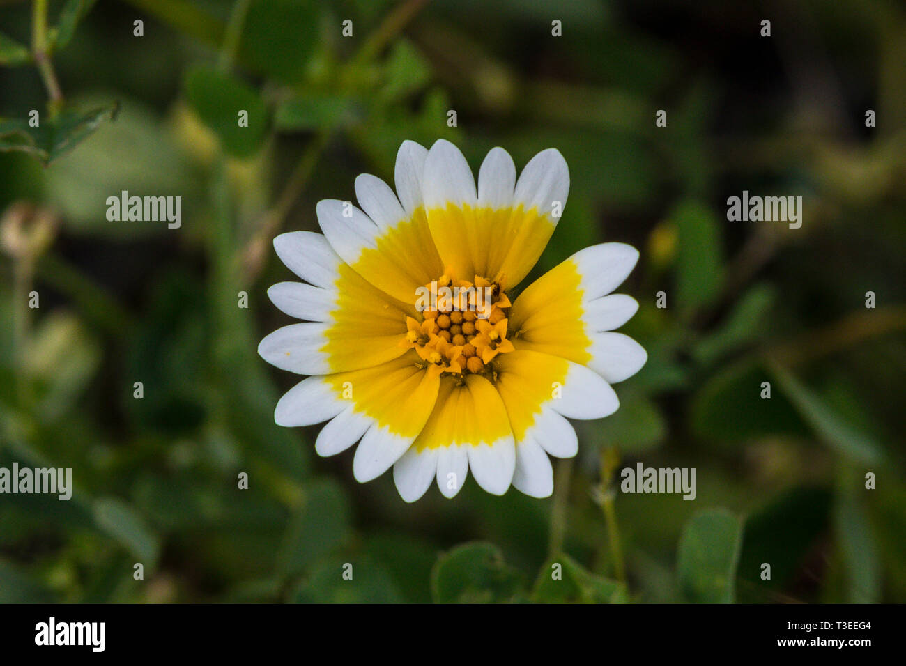 Tidy Tips flower, (Layia platyglossa) Superbloom in Central California ...