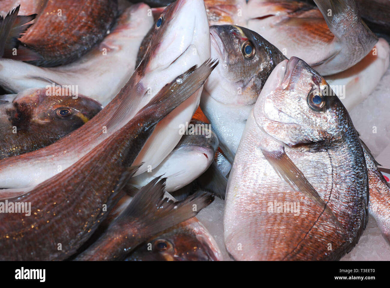Blue Fin Sea Bream High Resolution Stock Photography and Images - Alamy