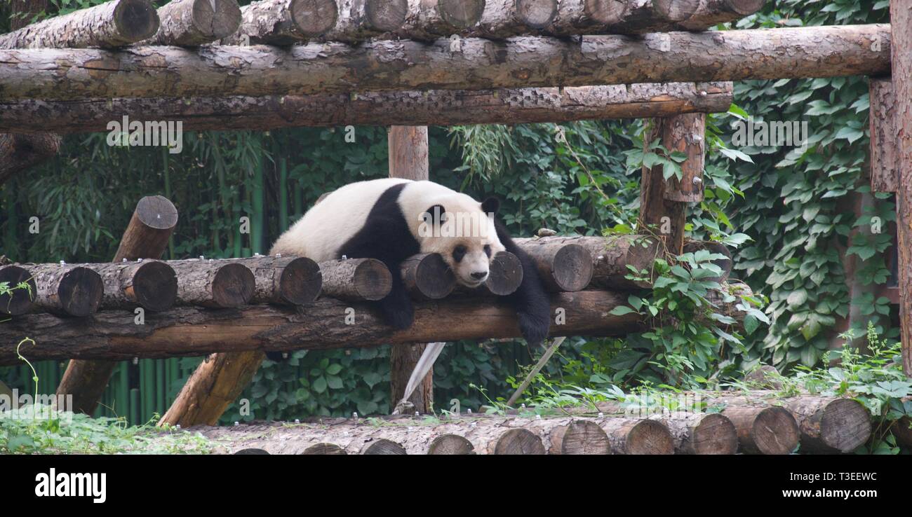 Panda bear sleeping hi-res stock photography and images - Alamy