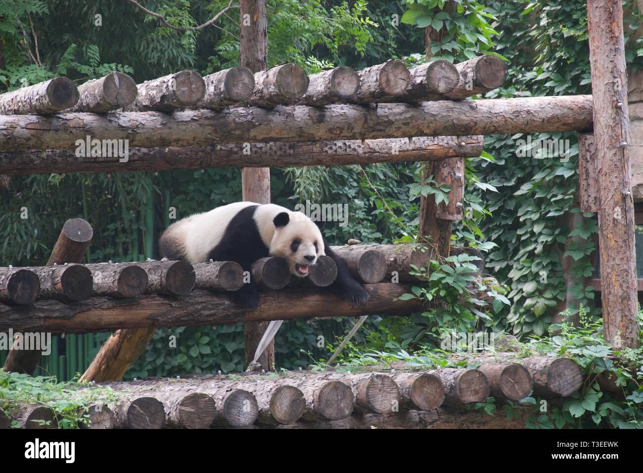Black and white panda bear slumped on climbing frame, with mouth open ...