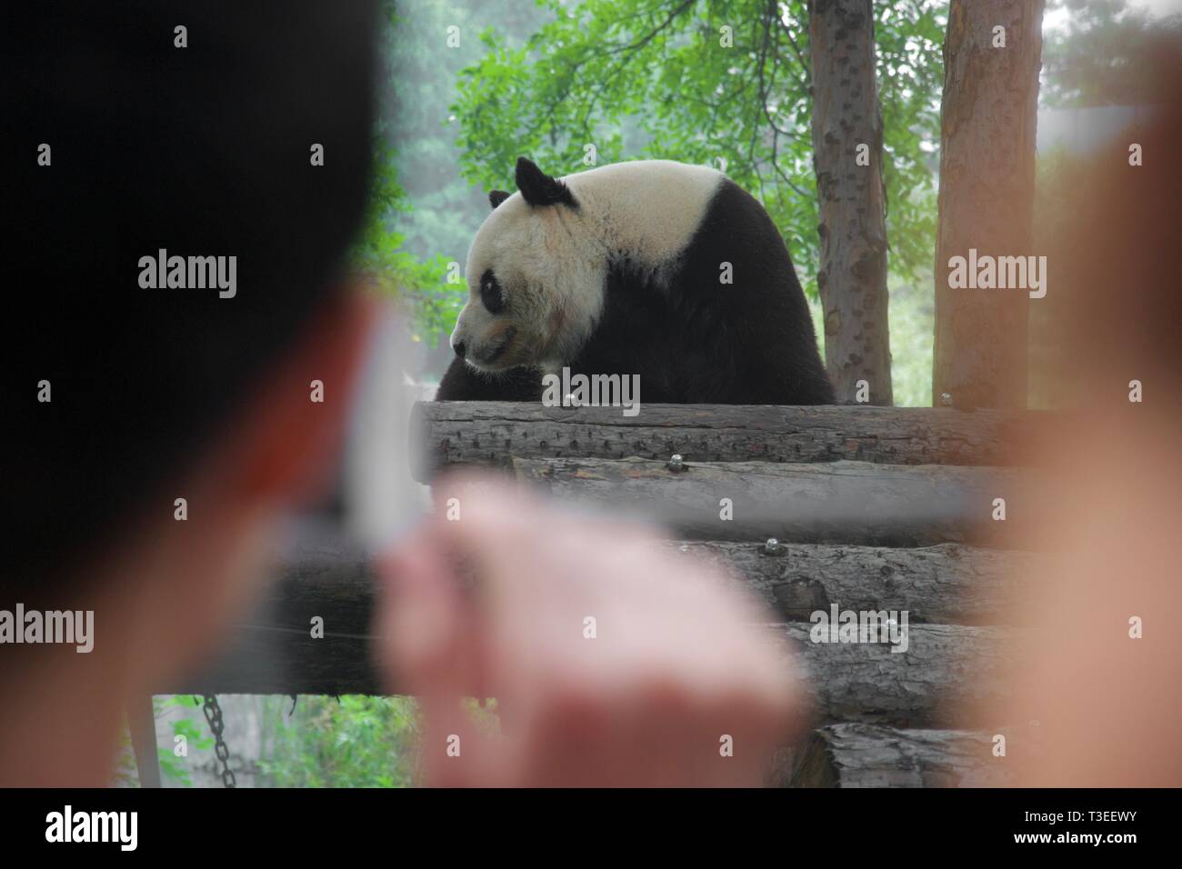 Black and white panda bear walking lazily around on a platform in zoo ...