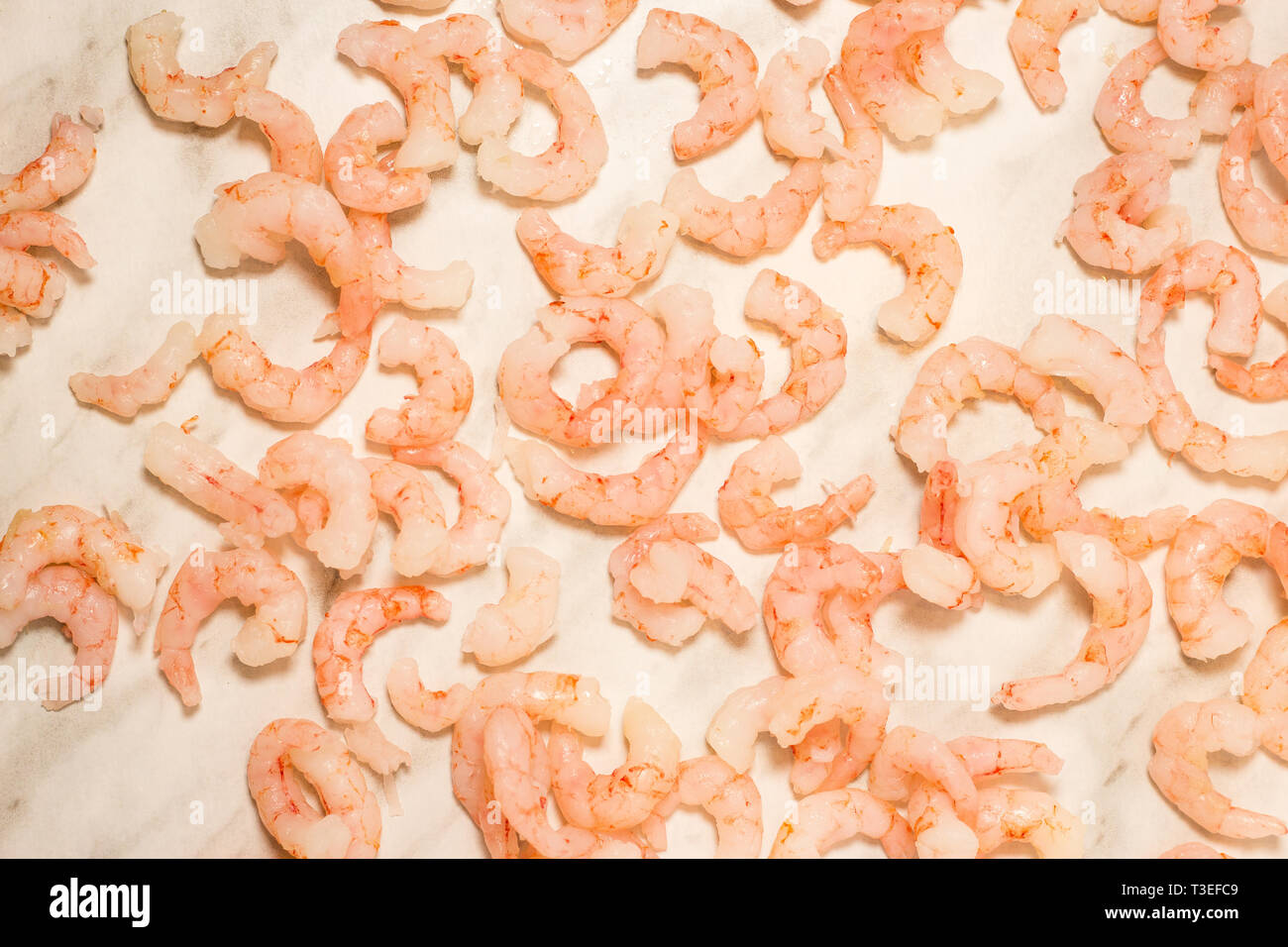 Cute shrimp hi-res stock photography and images - Alamy