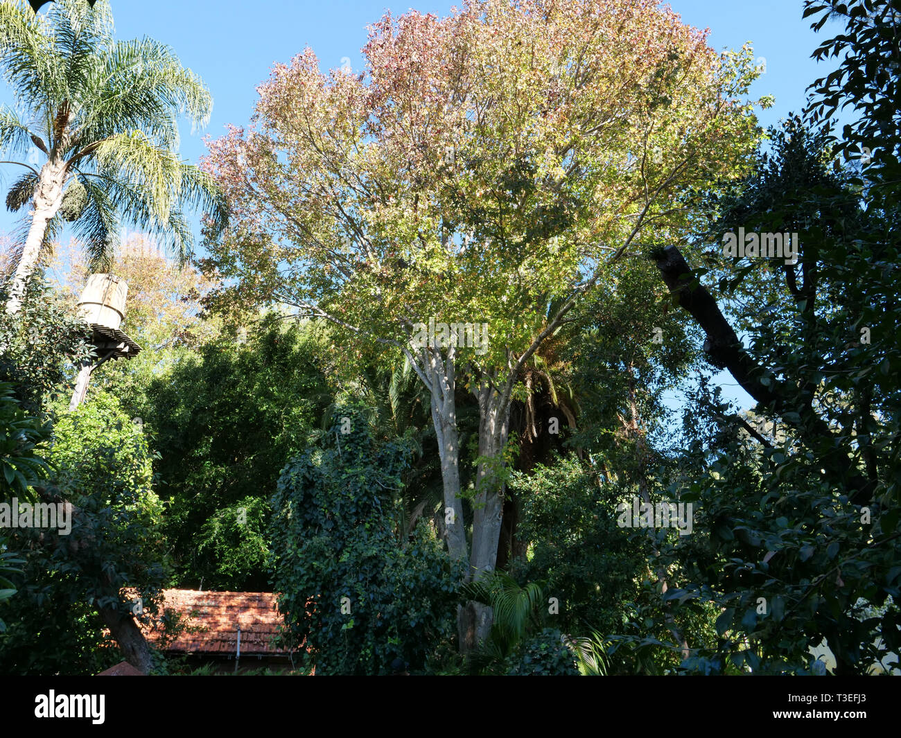 Wanneroo Botanical Garden has a mixture of native and imported garden ...