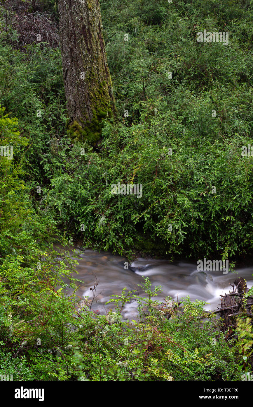 Huckleberry tree hi-res stock photography and images - Alamy