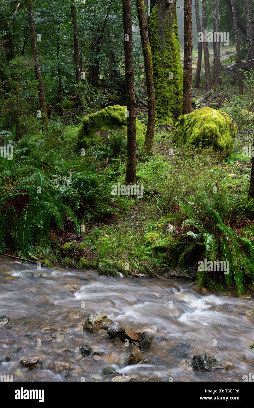 Laurel edge hi-res stock photography and images - Alamy