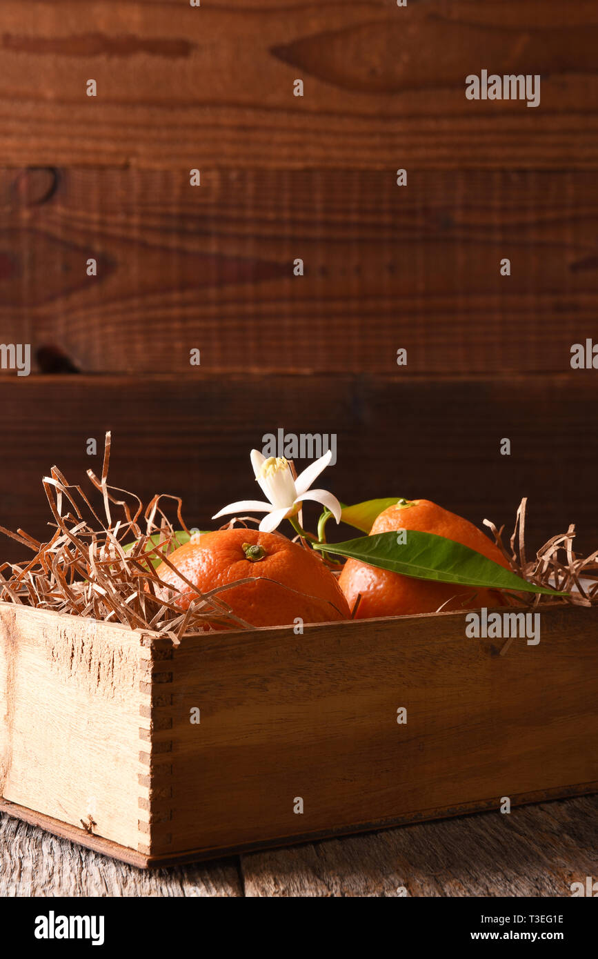 Closeup of two Minneola Tangelos in a wood box with packing material ...