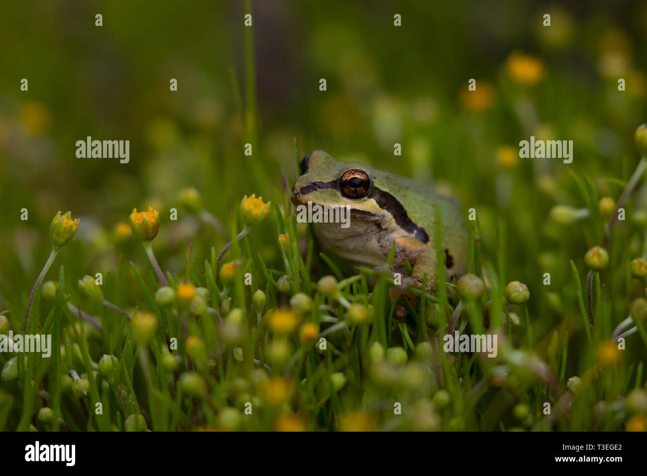 Chorus frog hi-res stock photography and images - Alamy