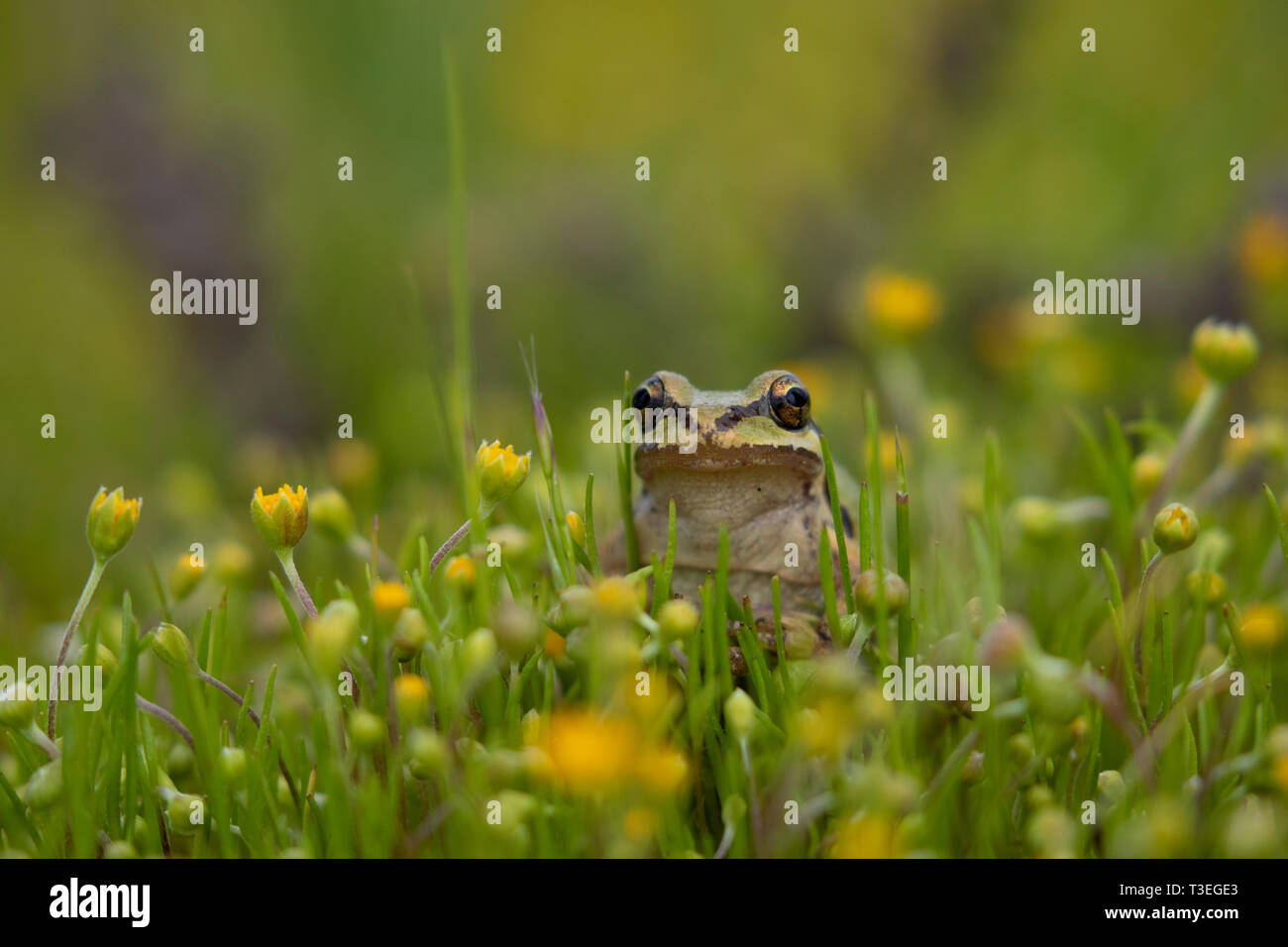 Chorus frog hi-res stock photography and images - Alamy