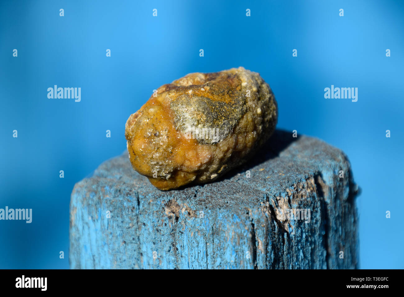 Pigmented epithelium hi-res stock photography and images - Alamy