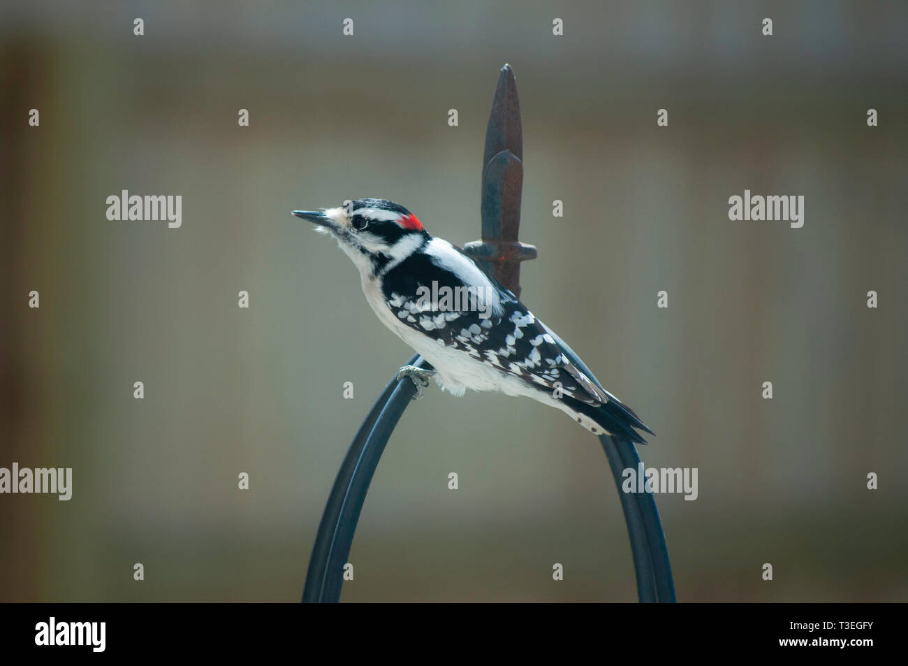 Woodpecker close up profile view hi-res stock photography and images ...