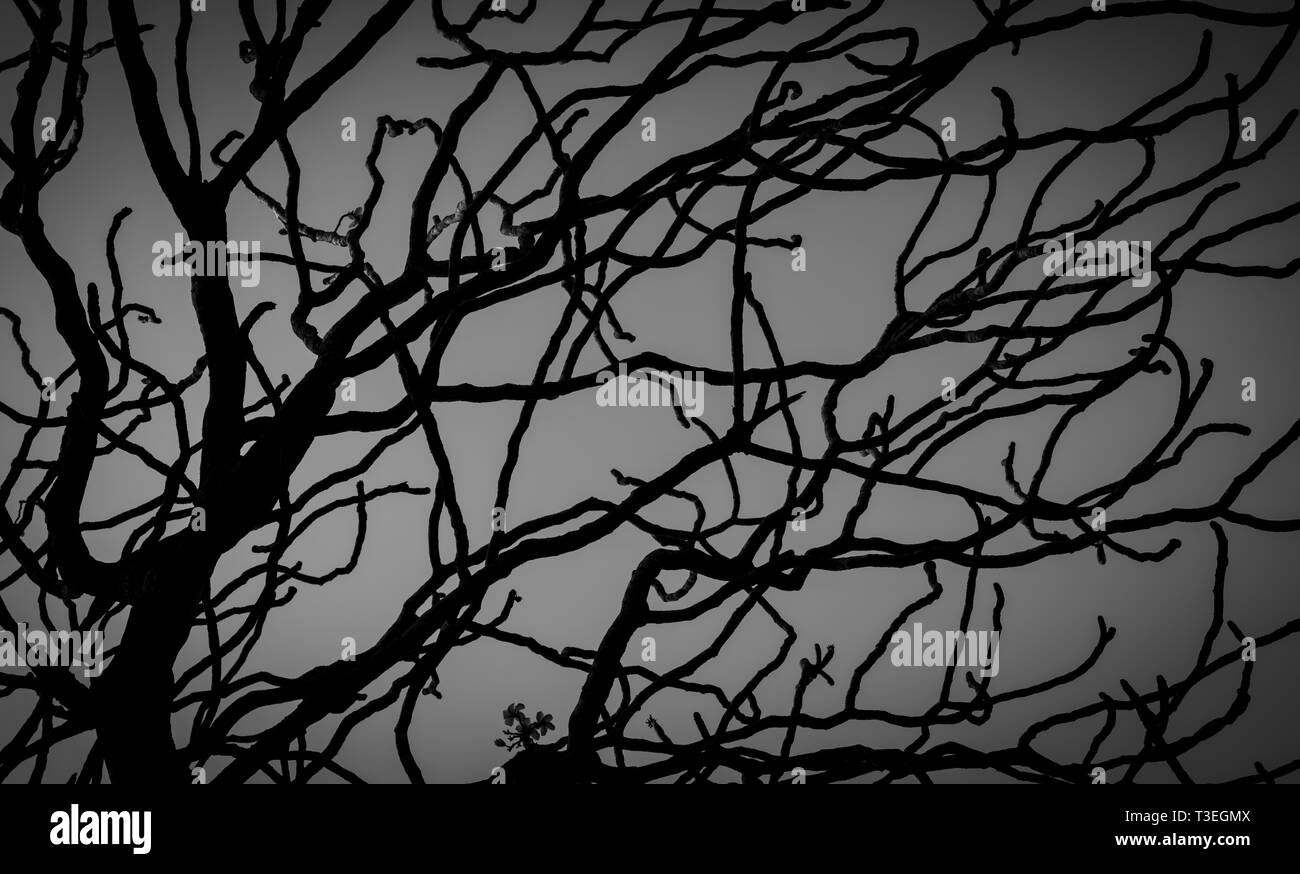 Dead tree and branch isolated on white background. Black branches of ...