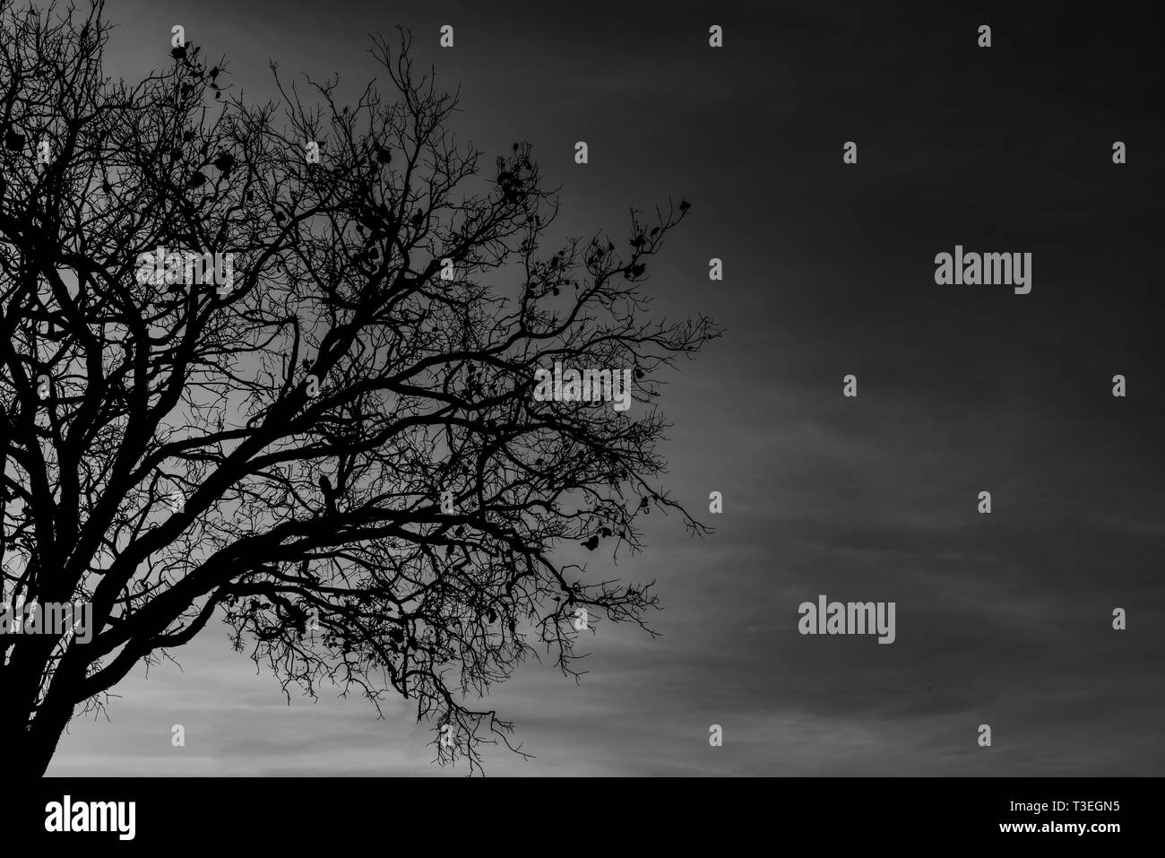 Silhouette dead tree on dark dramatic sky background for scary or death ...