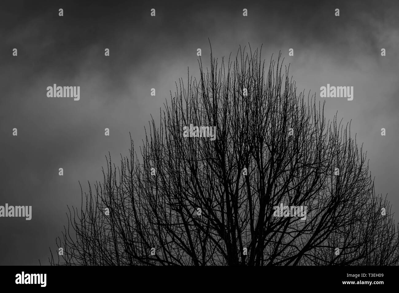 Silhouette dead tree on dark dramatic sky background for scary or death ...