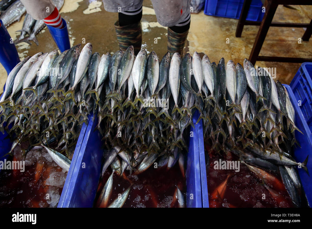 Central fish market in Colombo, Sri Lanka Stock Photo - Alamy