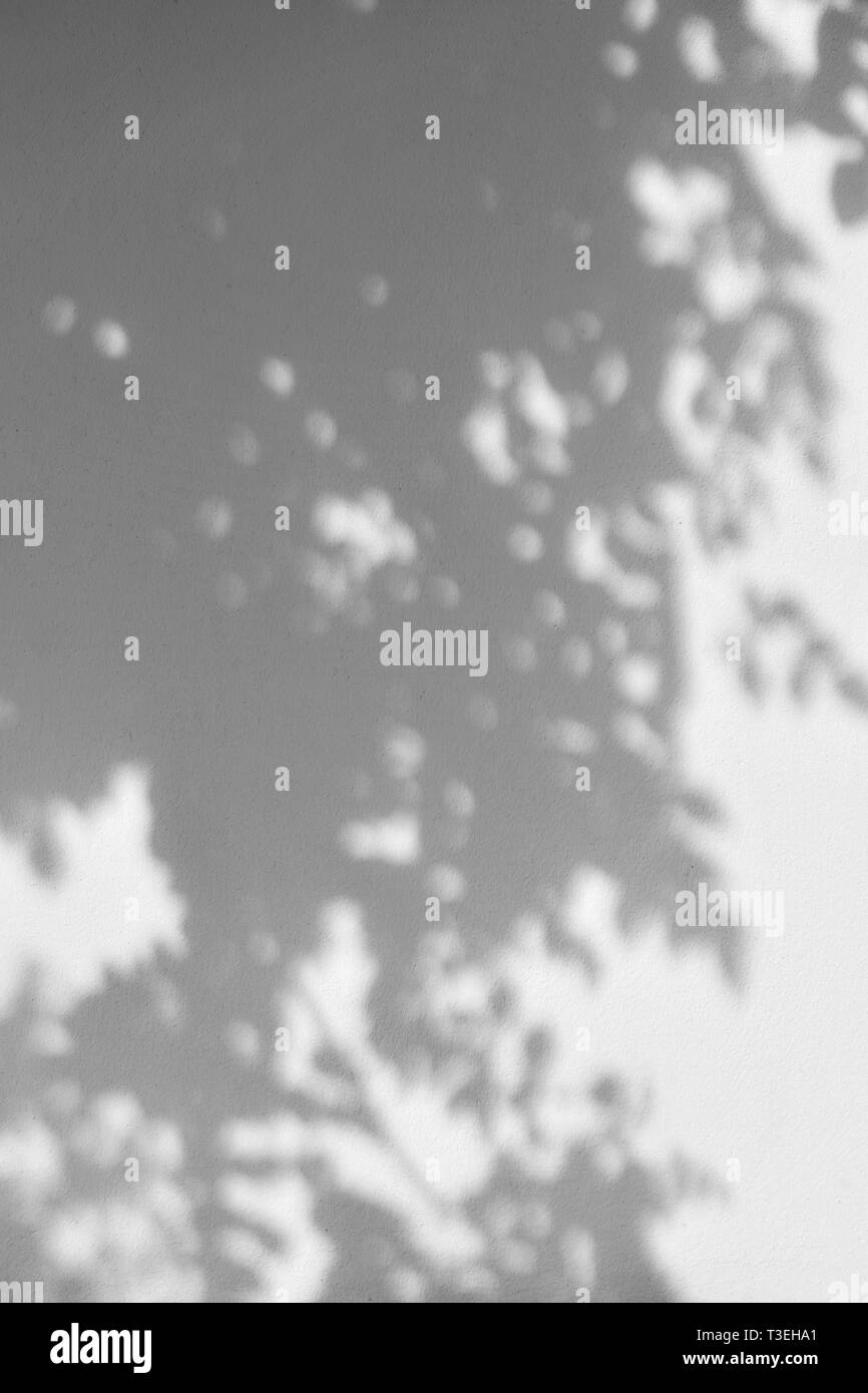 Faded tree Black and White Stock Photos & Images - Alamy