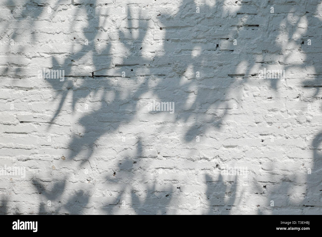 White old wall with shadow of tree Stock Photo - Alamy