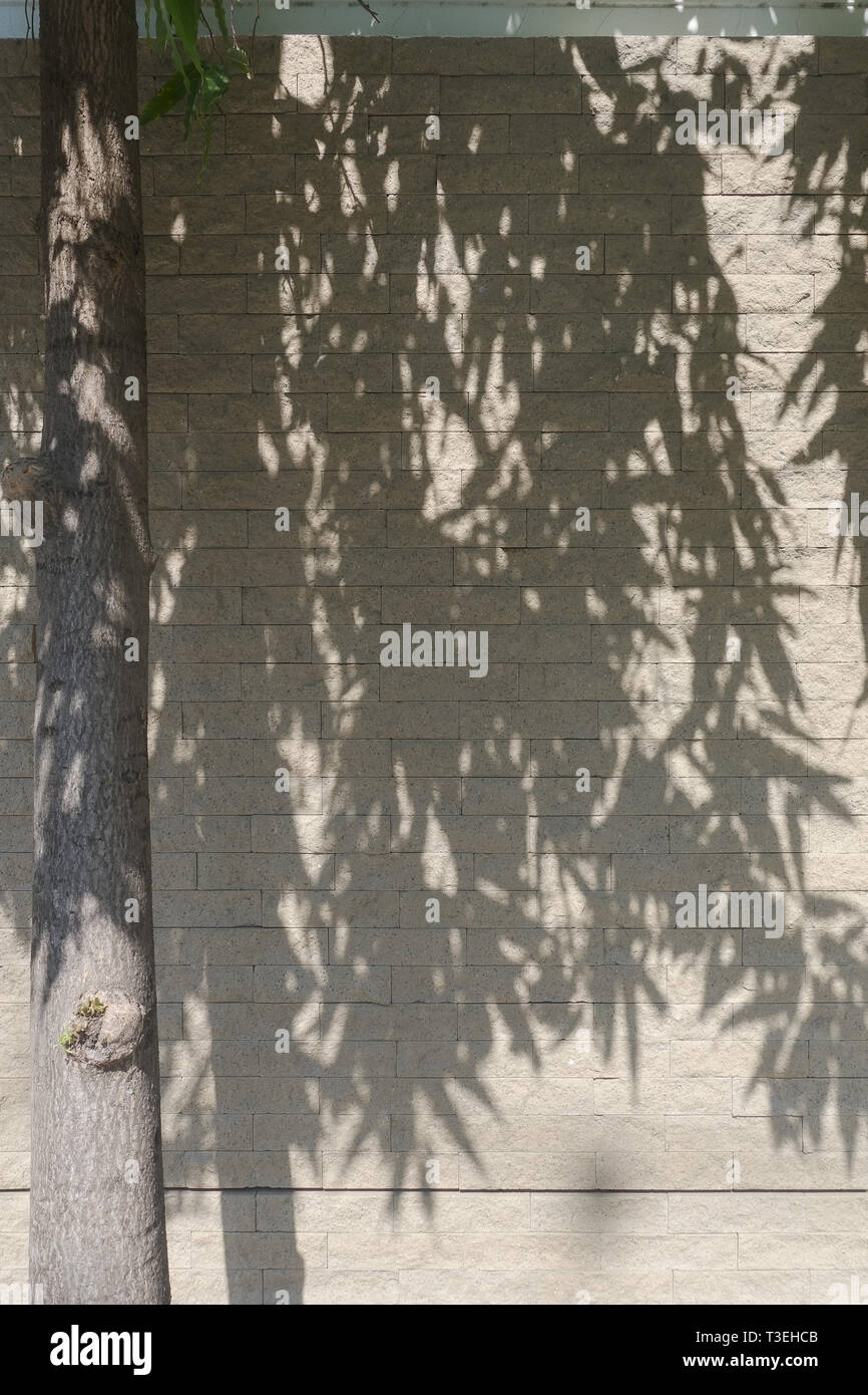 Tree shadow on white brick wall Stock Photo - Alamy