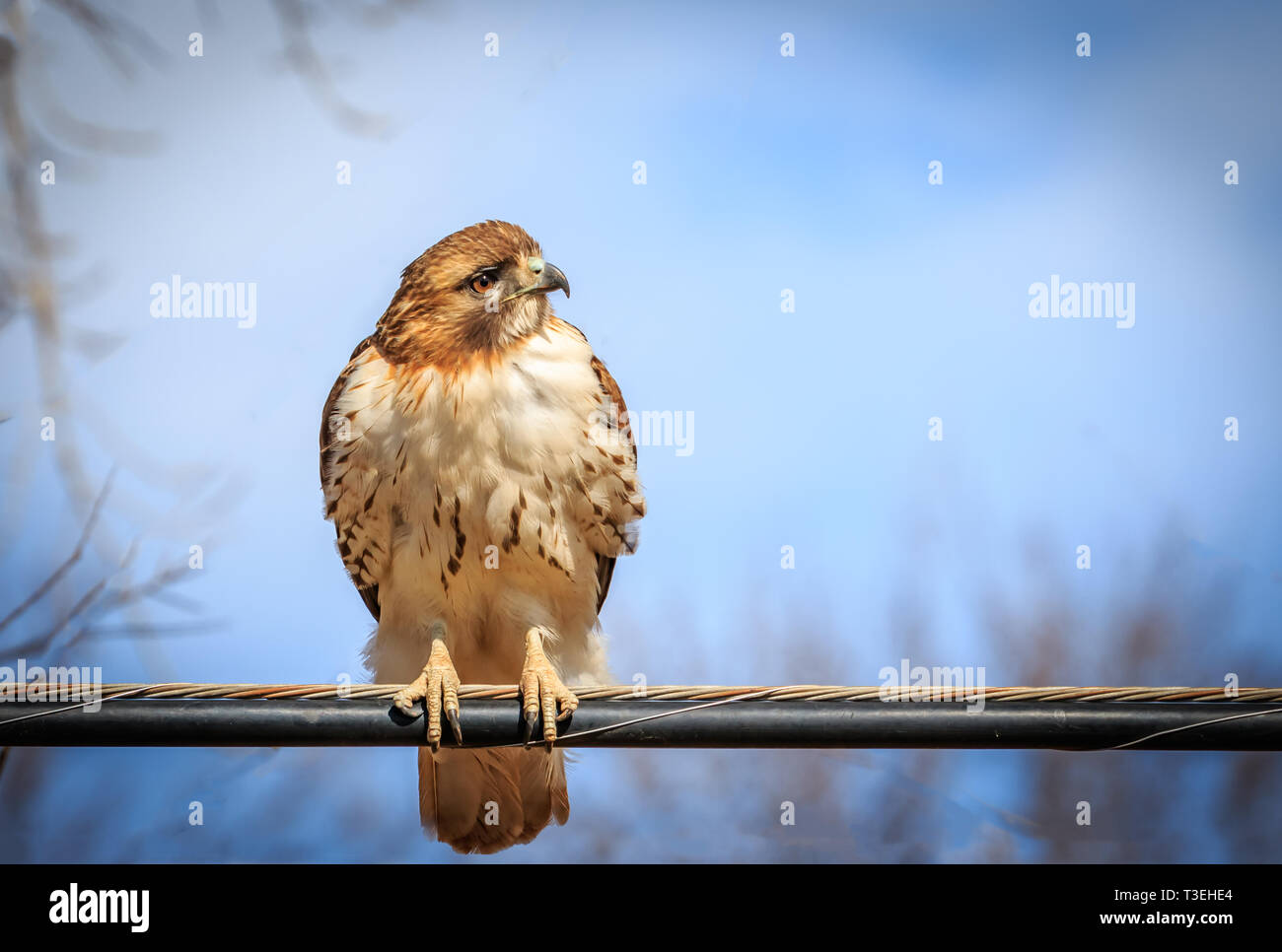 Red Tailed Hawk Perched High Resolution Stock Photography and Images ...