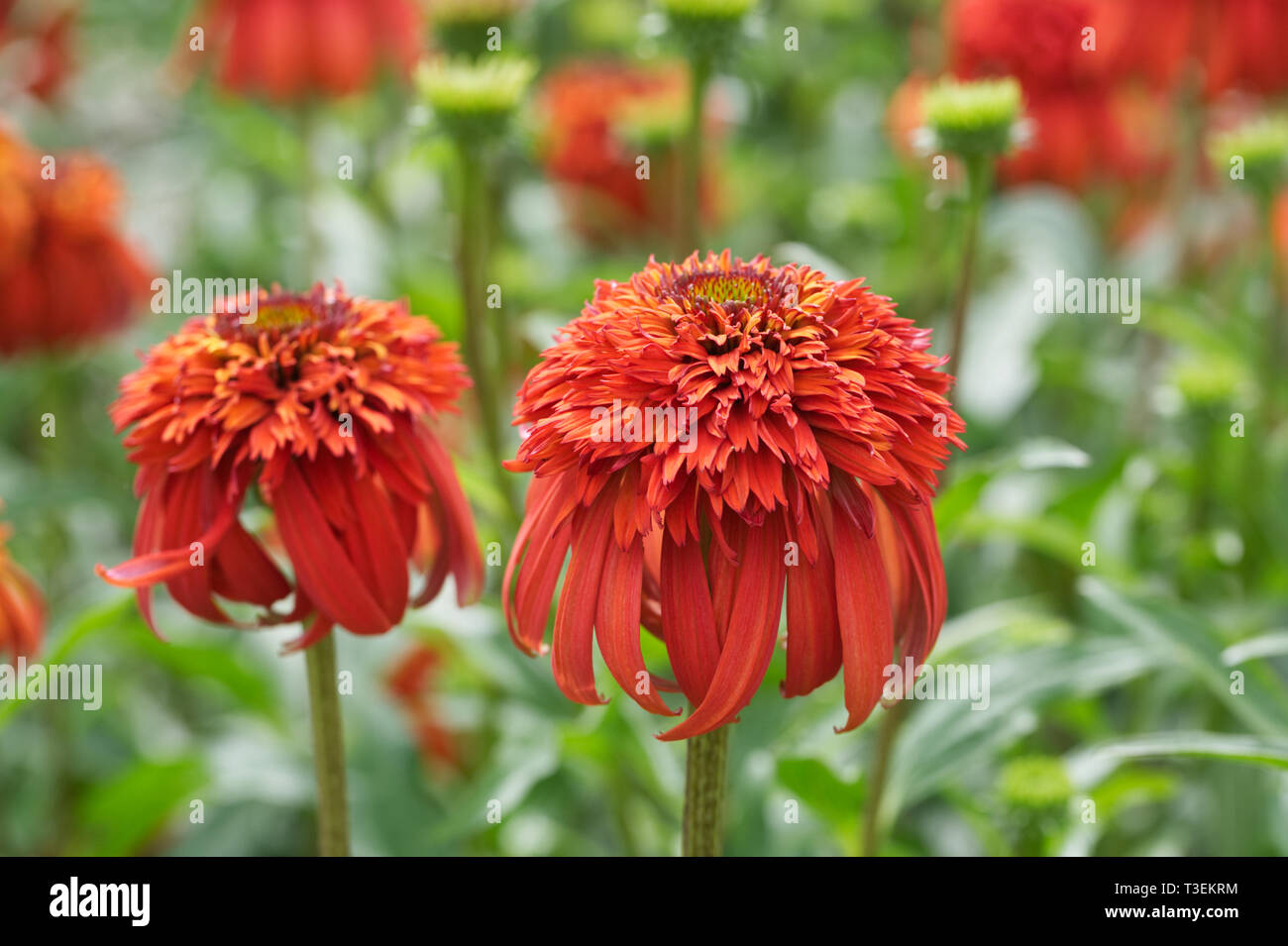 Hot flowers hi-res stock photography and images - Alamy
